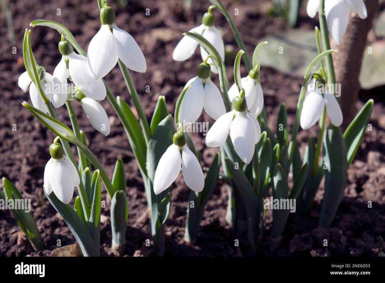 Fragile snowdrops, a widely cultivated bulbous European plant with ...