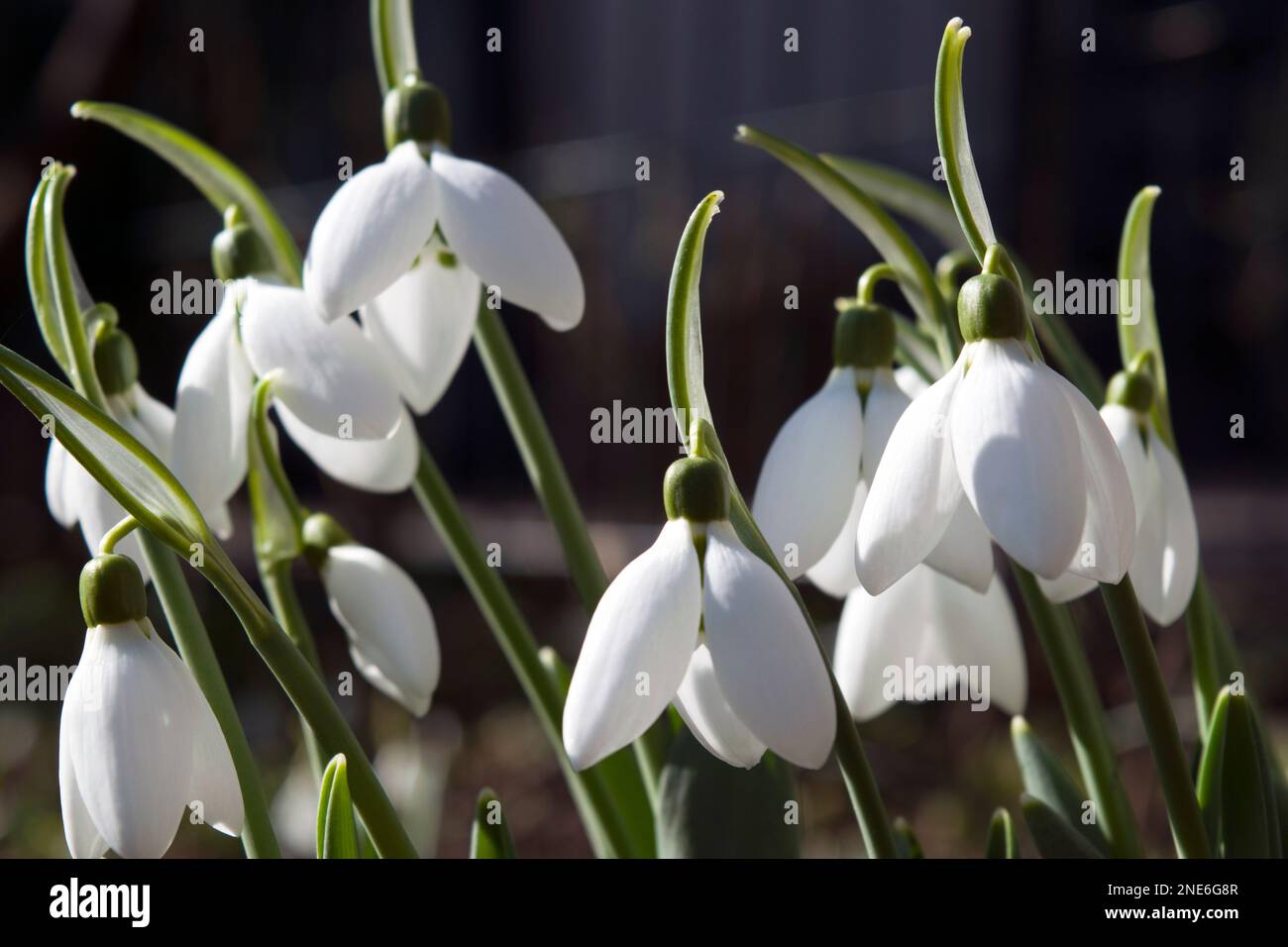 Fragile snowdrops, a widely cultivated bulbous European plant with ...