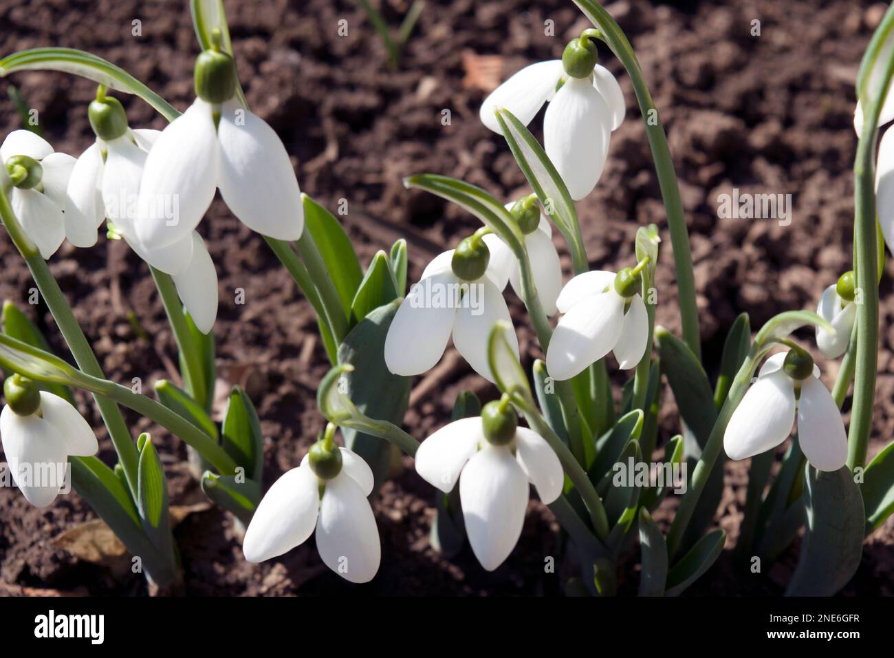 Fragile snowdrops, a widely cultivated bulbous European plant with ...