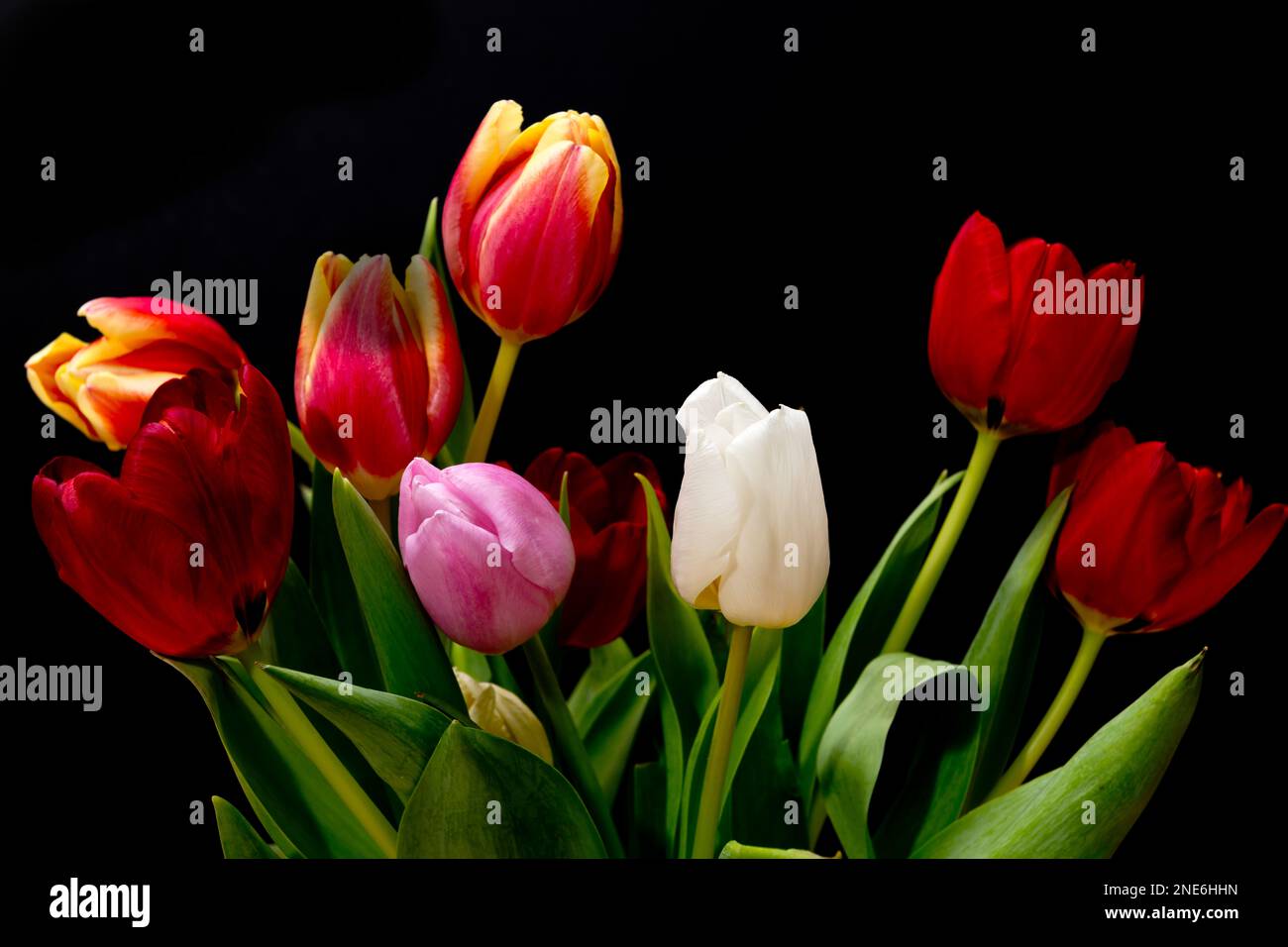 Dark coloured tulips hi-res stock photography and images - Alamy