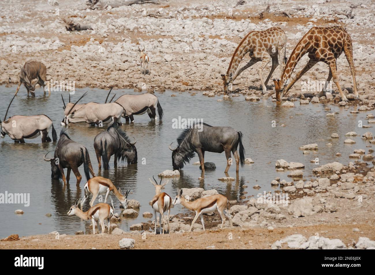 A group of animals in safari Stock Photo - Alamy