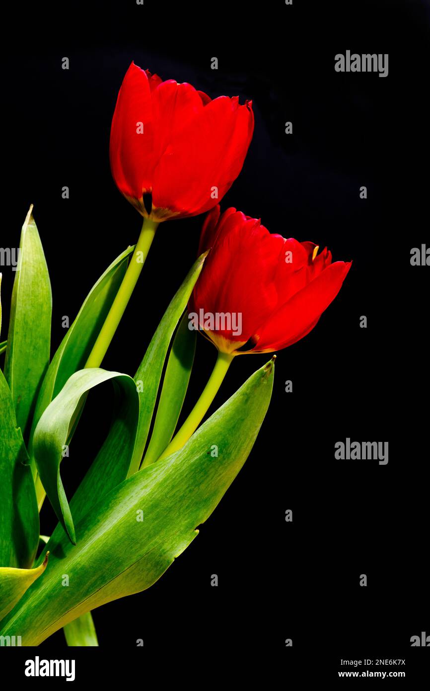 Dark coloured tulips hi-res stock photography and images - Alamy
