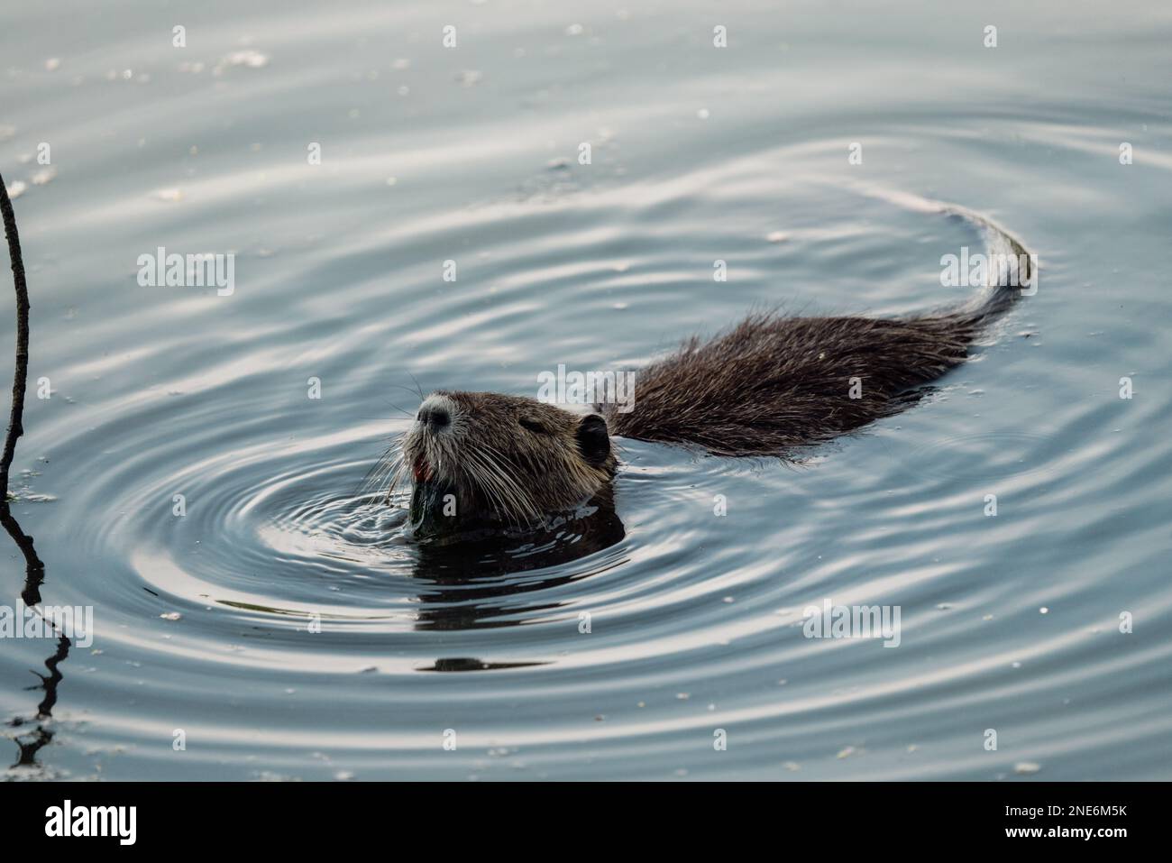 Nutria playing on river hi-res stock photography and images - Alamy
