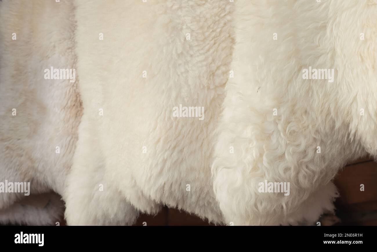 Sheep skin structure.Close up of sheep fur Stock Photo - Alamy
