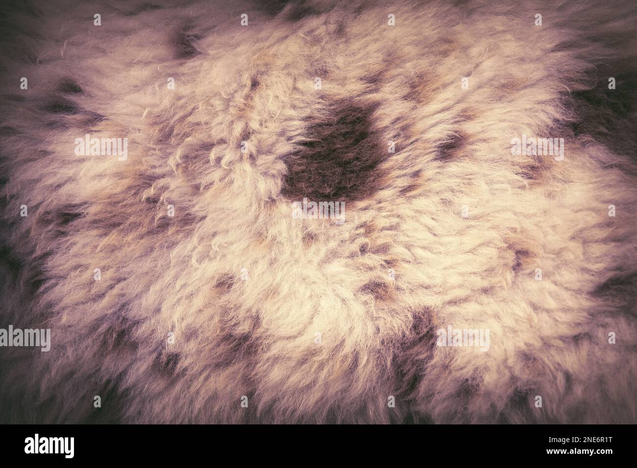 Sheep skin structure.Close up of sheep fur Stock Photo - Alamy