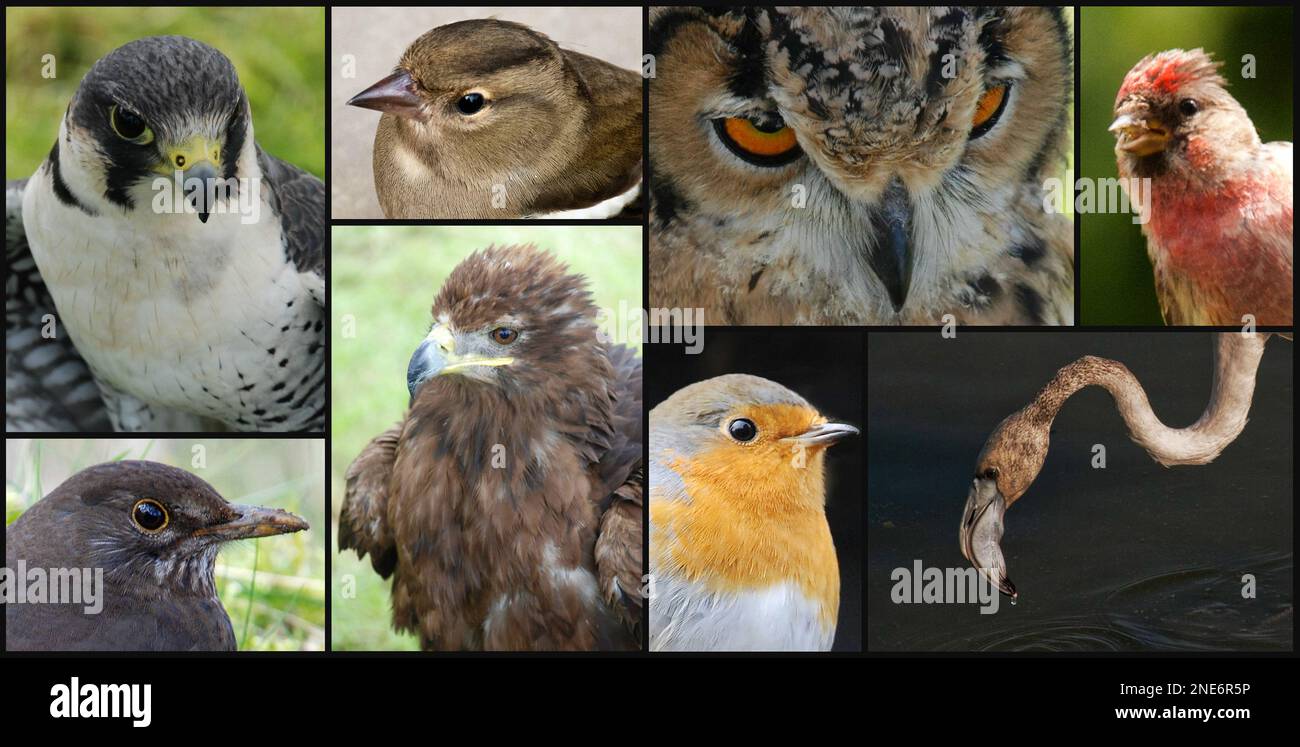 A composite image showing a range of birds' beaks that vary according ...