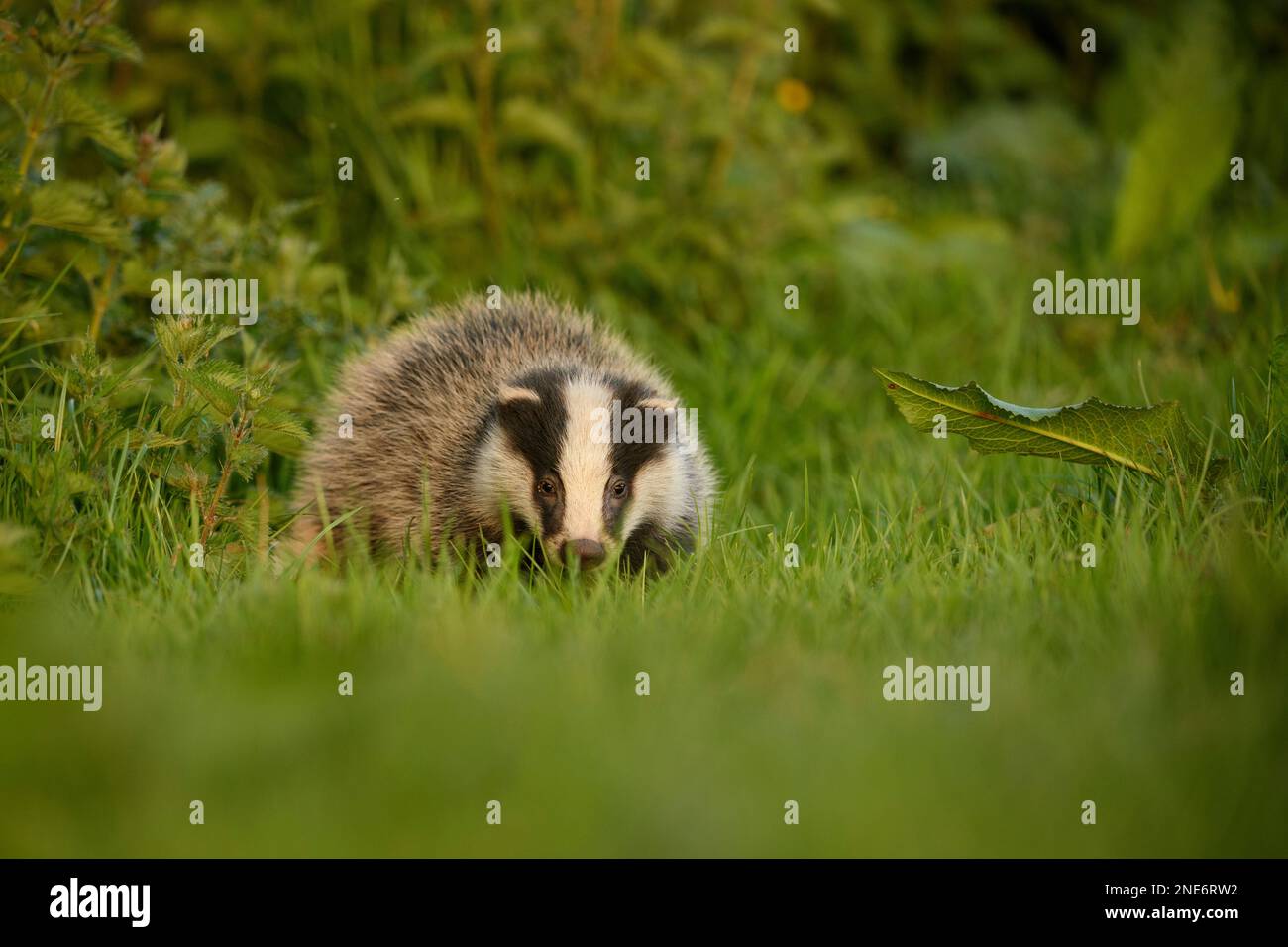 Badger (Meles meles) young cub in an arable field, Staffordshire ...