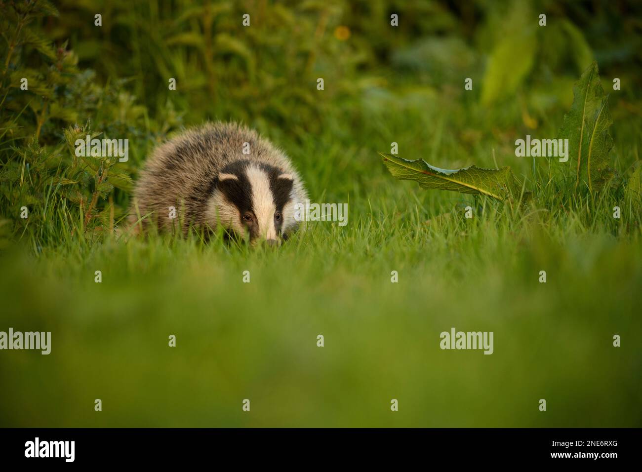 Badger (Meles meles) young cub in an arable field, Staffordshire ...