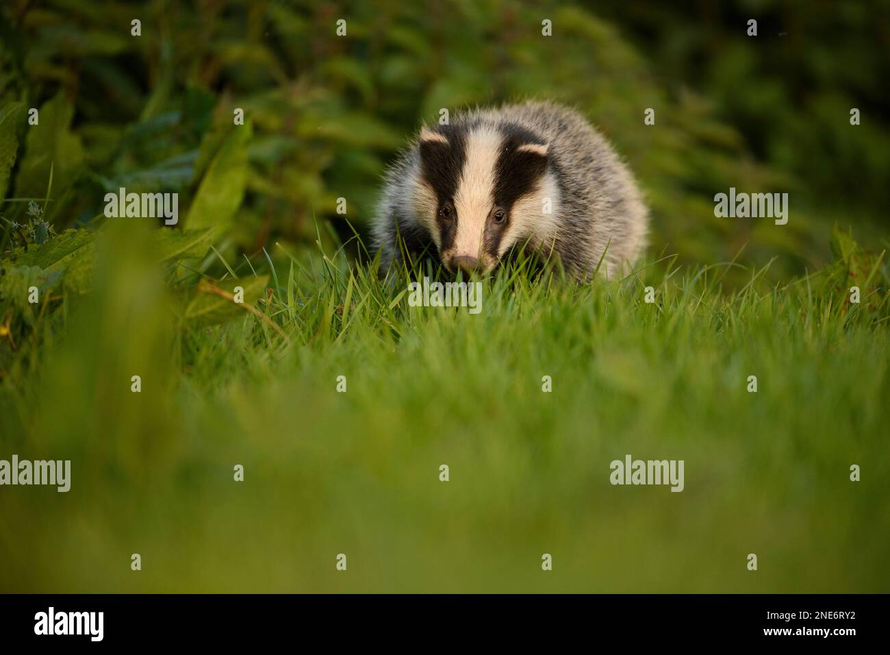 Badger (Meles meles) young cub in an arable field, Staffordshire ...