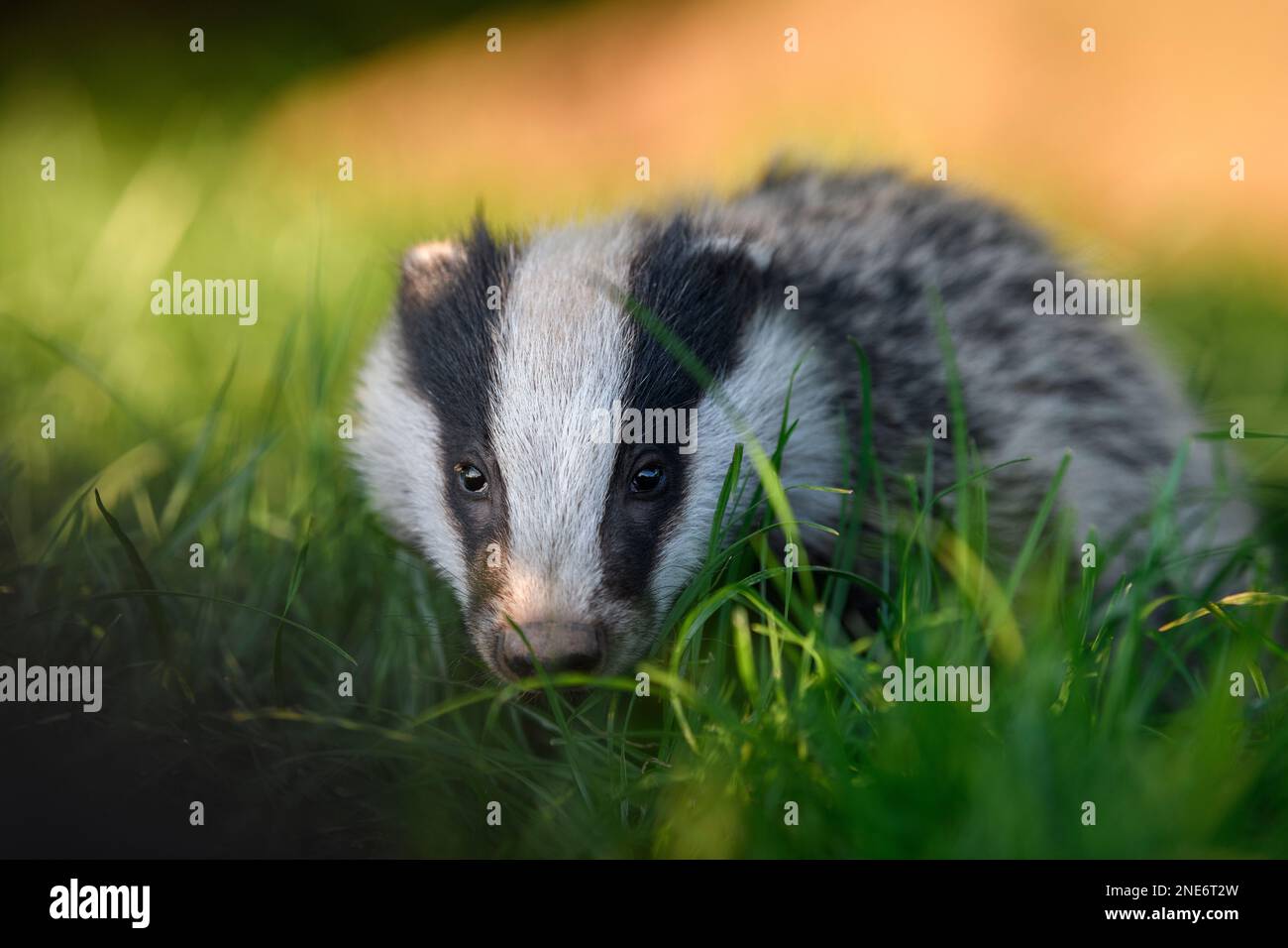 Badger (Meles meles) young cub in an arable field, Staffordshire ...