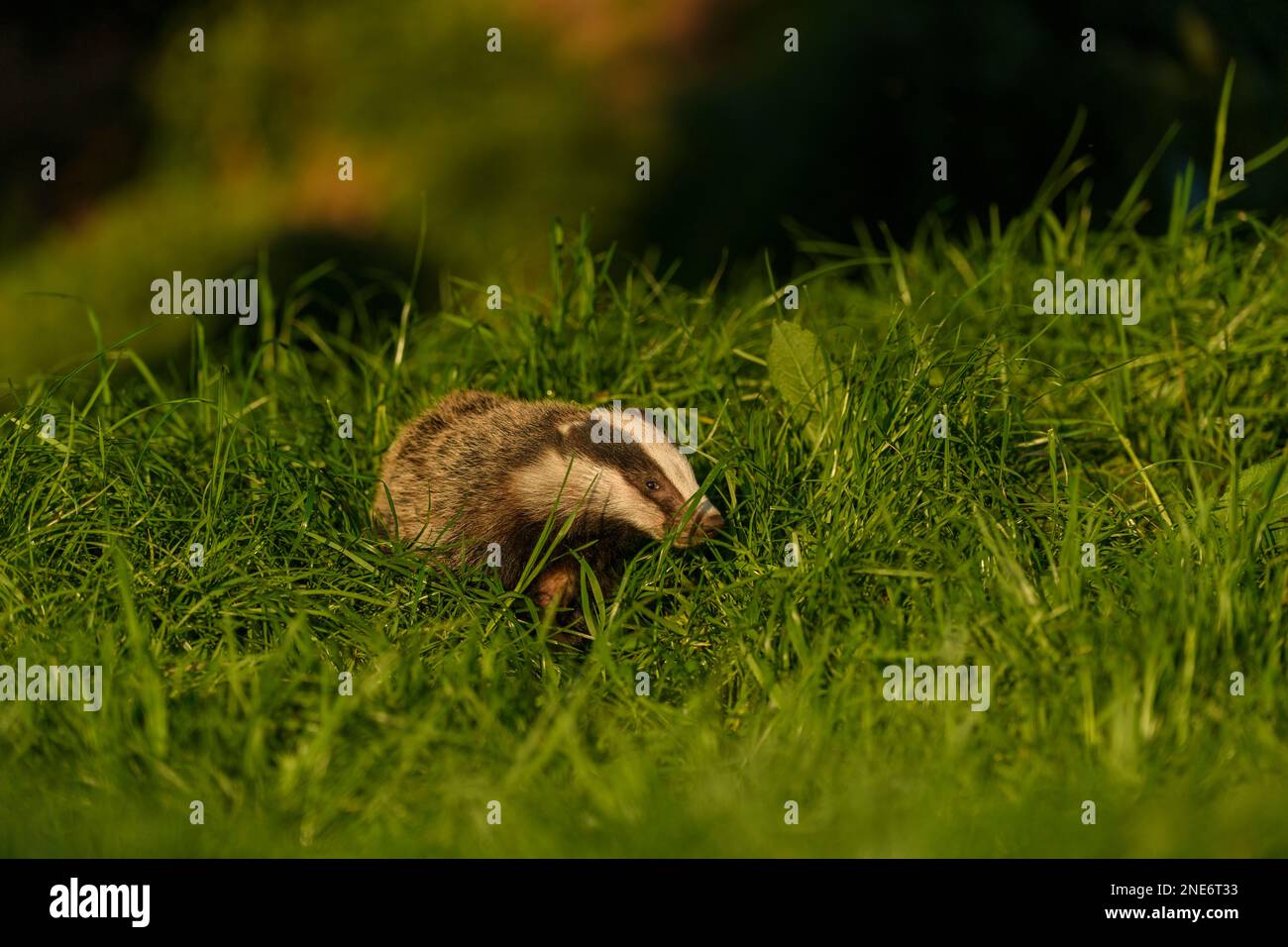 Badger (Meles meles) young cub foraging for food, Staffordshire ...