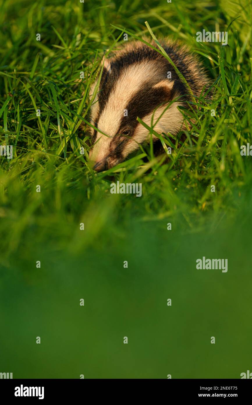 Badger (Meles meles) young cub foraging for food, Staffordshire ...