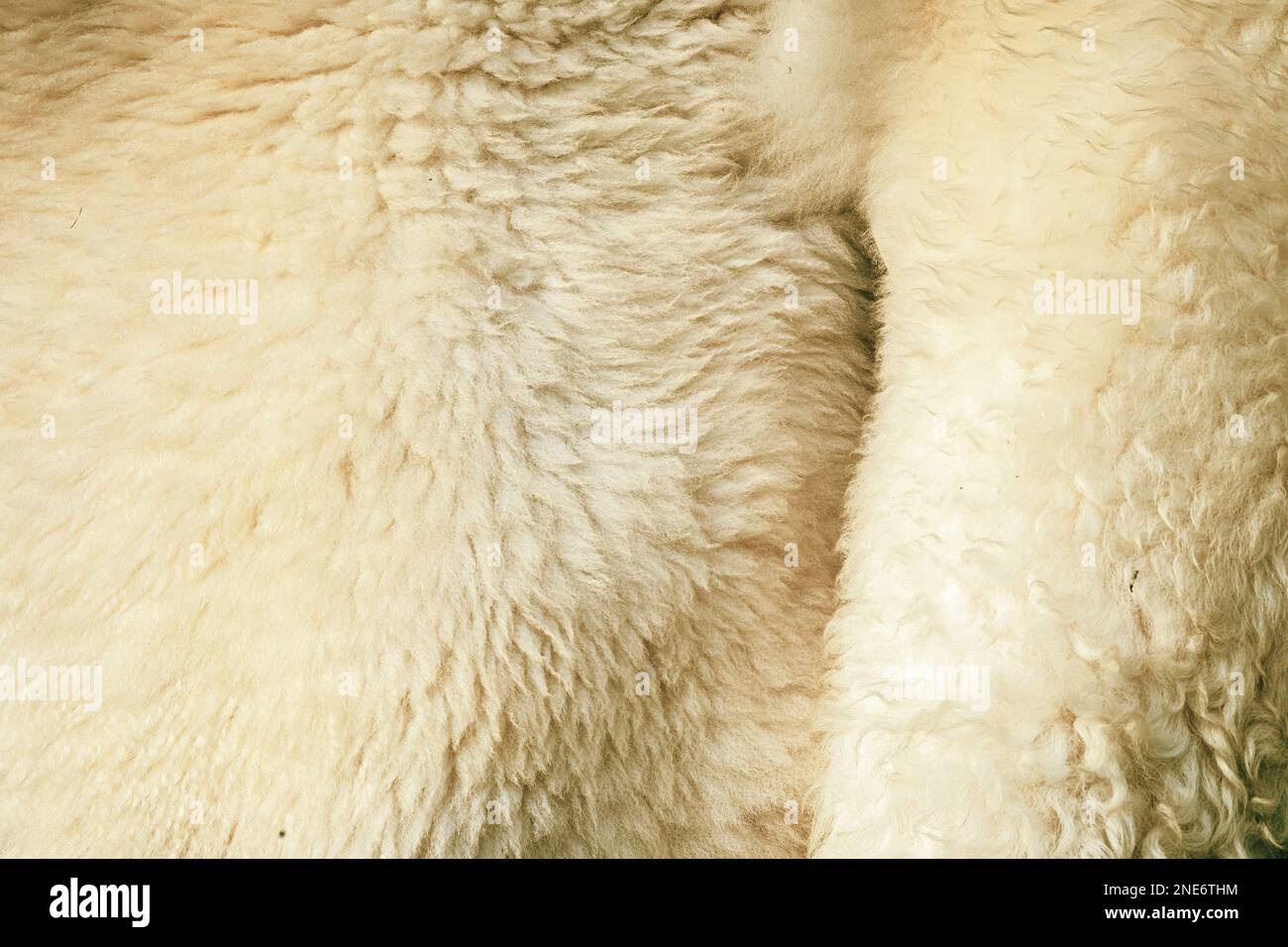Sheep skin structure.Close up of sheep fur Stock Photo - Alamy