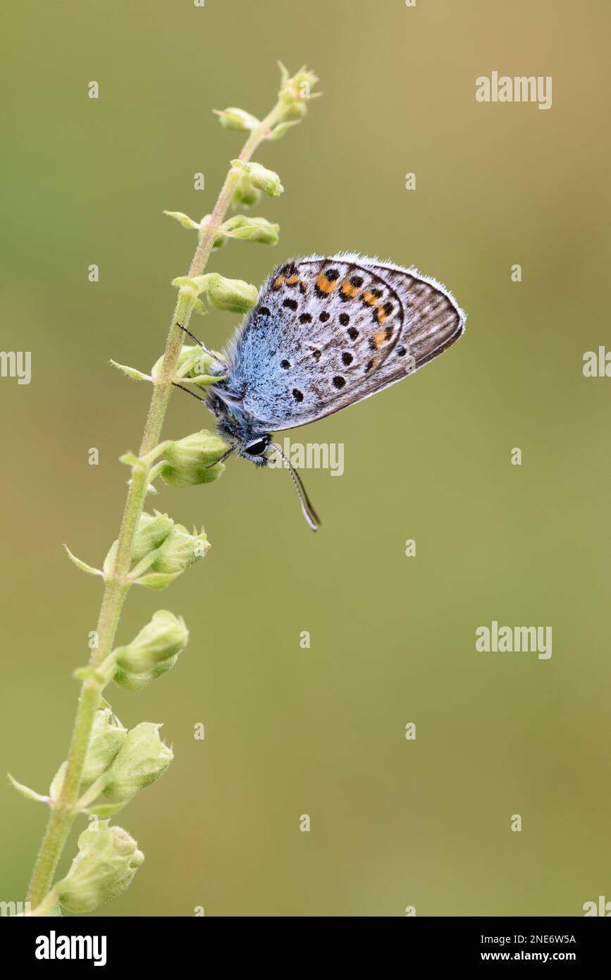 Silver-studded blue butterfly (Plebejus argus) male perched on plant ...