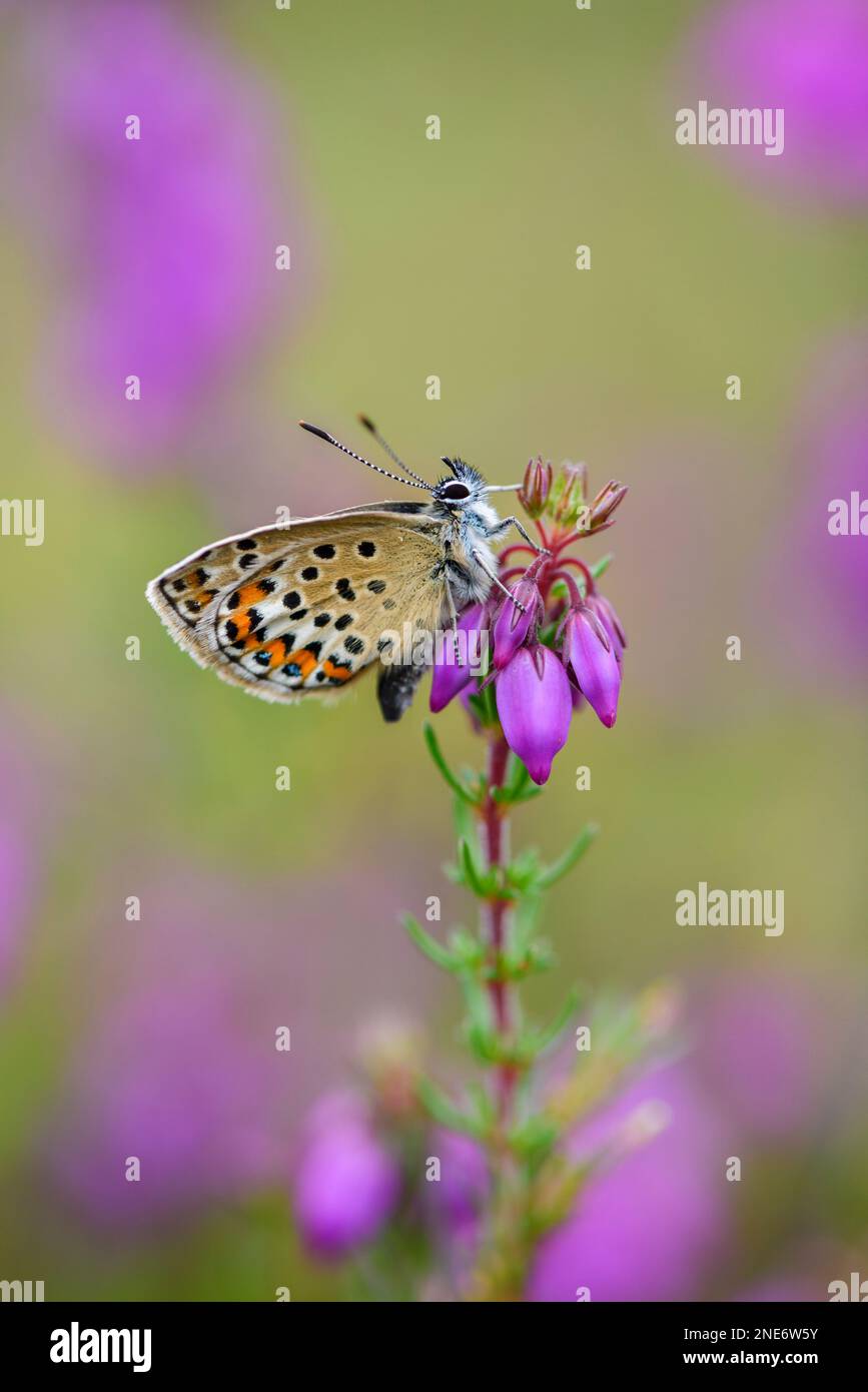Silver-studded blue butterfly (Plebejus argus) female perched in ...