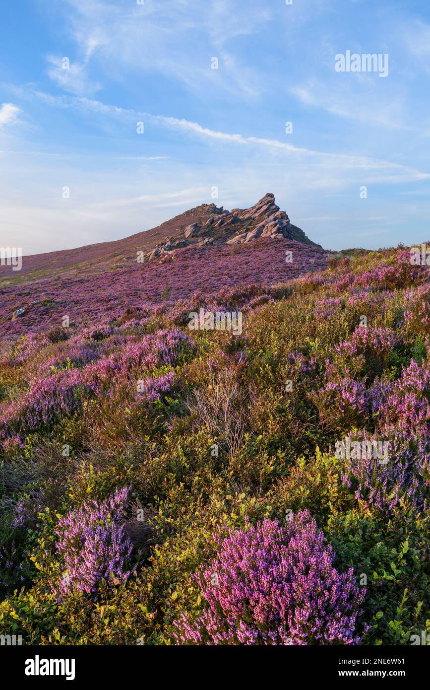 Heather (Calluna vulgaris) flowers on moorland, Ramshaw Rocks, Roaches ...