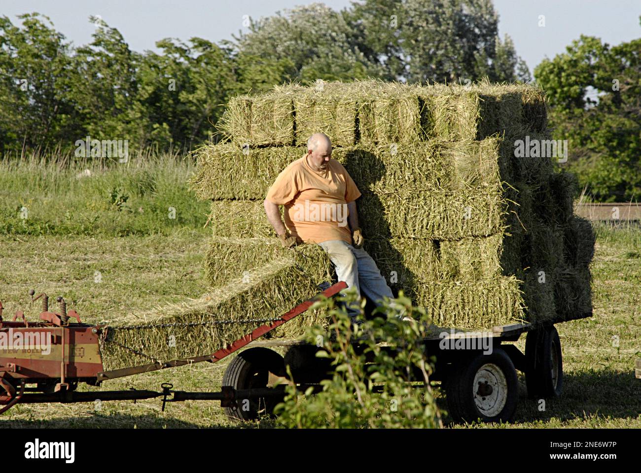 PLYMOUTH COUNTY /IOWA /USA- Former life animals cattles and barns and ...