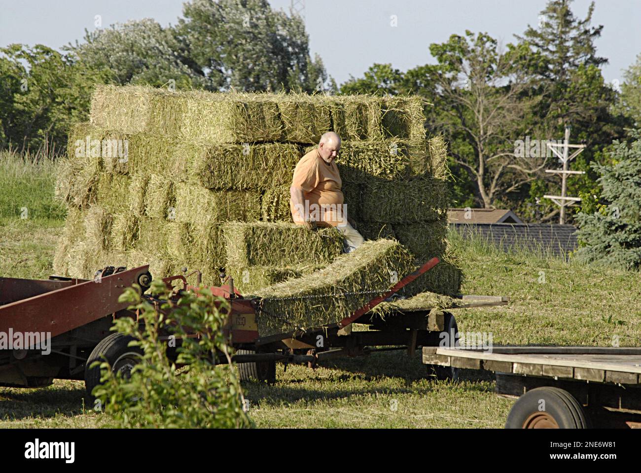 PLYMOUTH COUNTY /IOWA /USA- Former life animals cattles and barns and ...