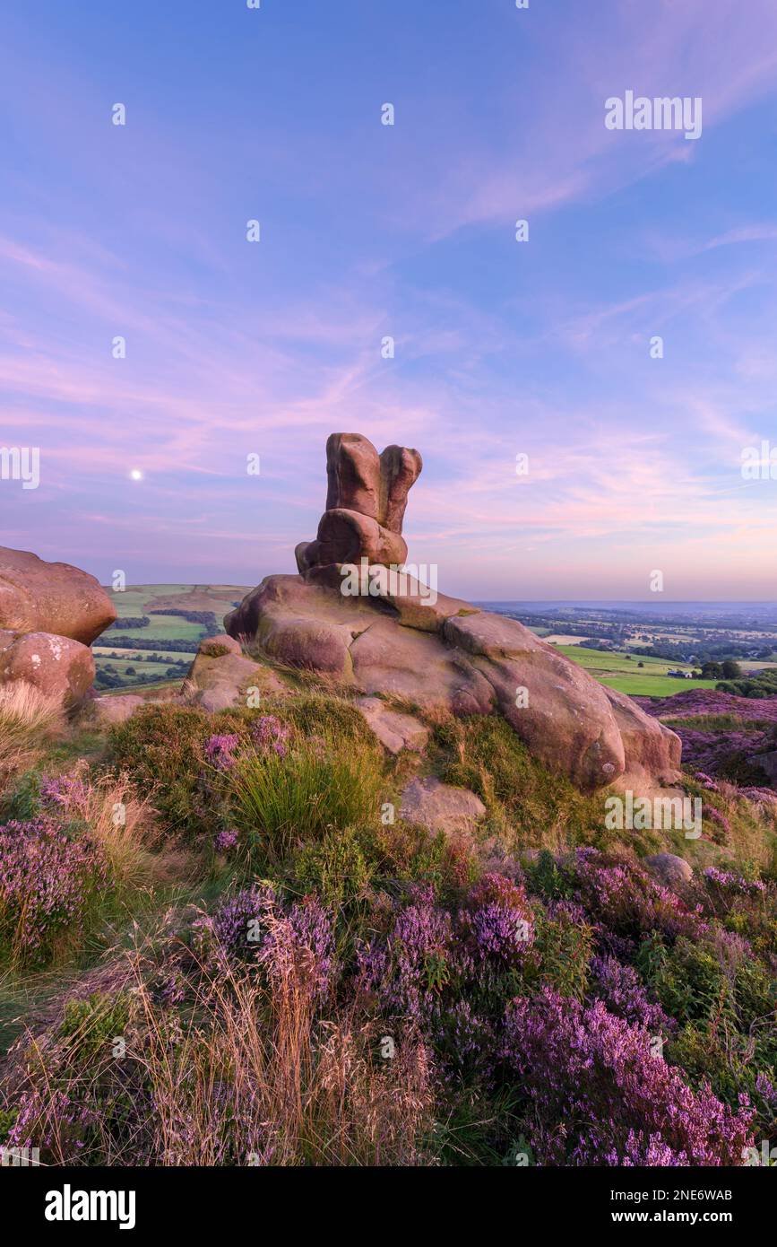 Heather (Calluna vulgaris) flowers on moorland, Ramshaw Rocks, Roaches ...