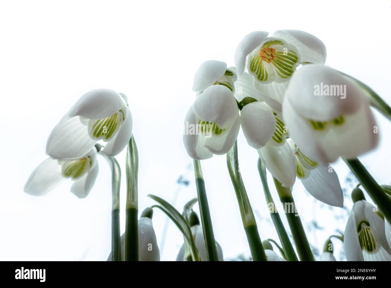 Looking up at the inside of snowdrops (Galanthus) with green centres ...