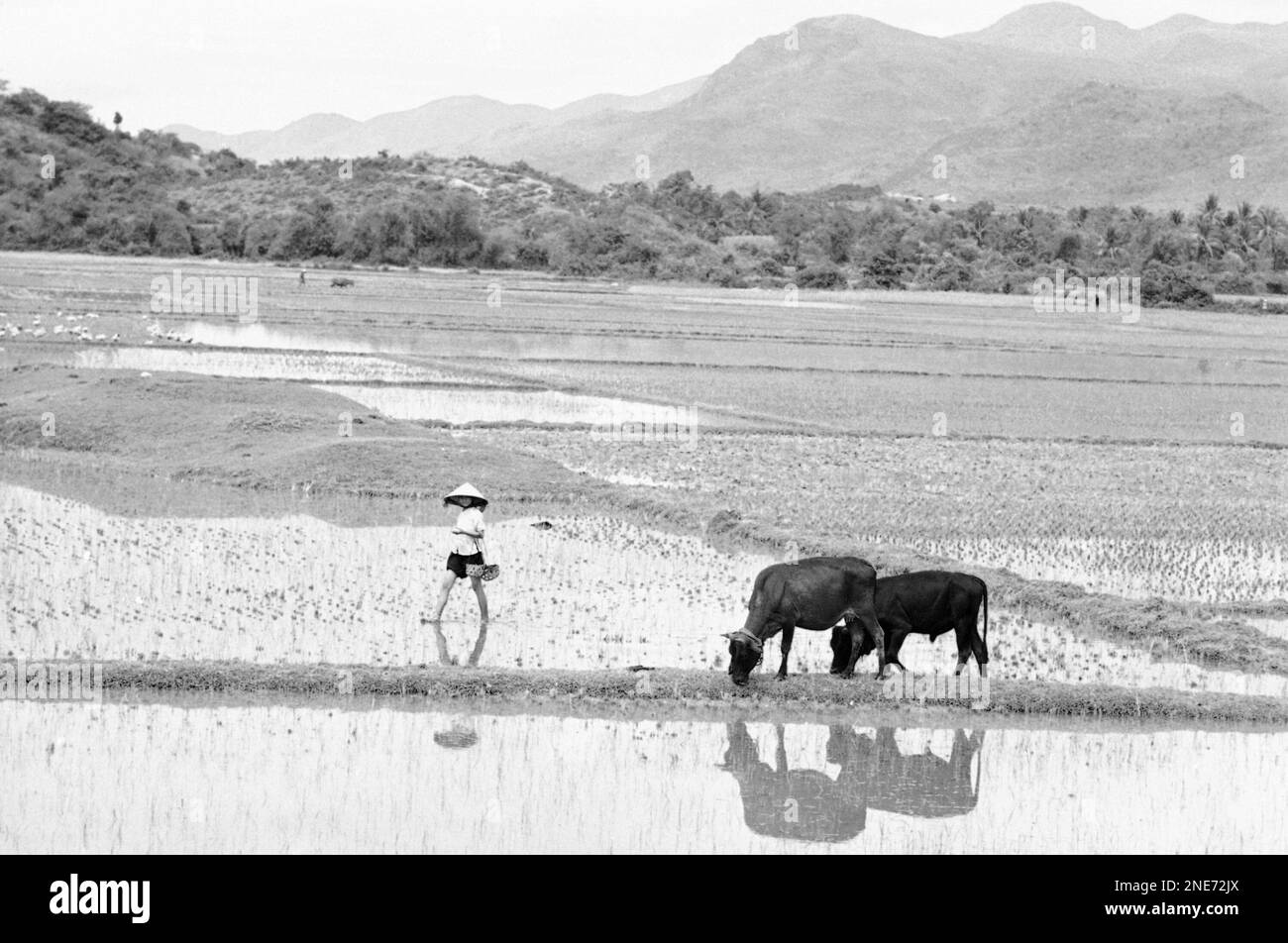 A young girl on way to market passes cattle grazing on dike of rice ...