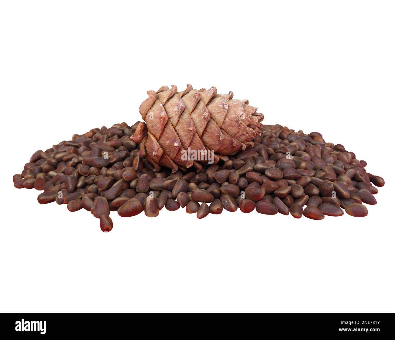Cedar cone on cedar seeds, isolated on white. Clipping Path included ...