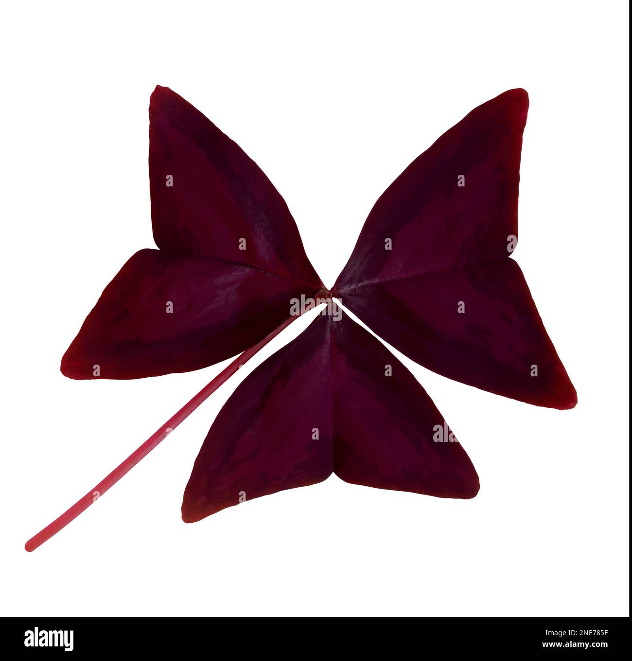 Oxalis triangularis Mijke - Purple Butterfly Plant isolated on white ...