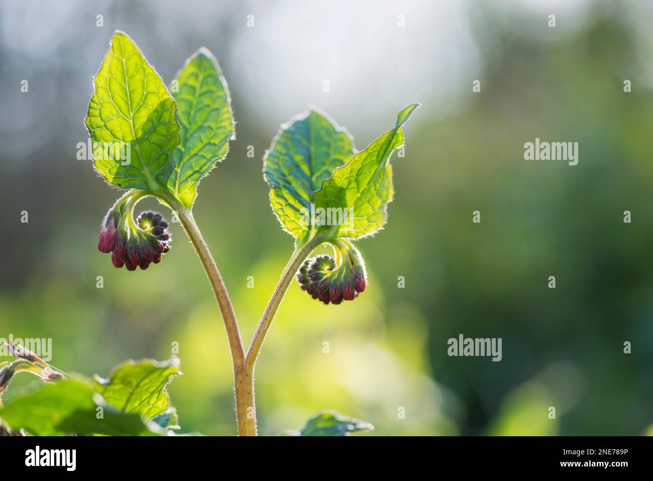 Comfrey growing in an English country garden, Northumberland, England ...