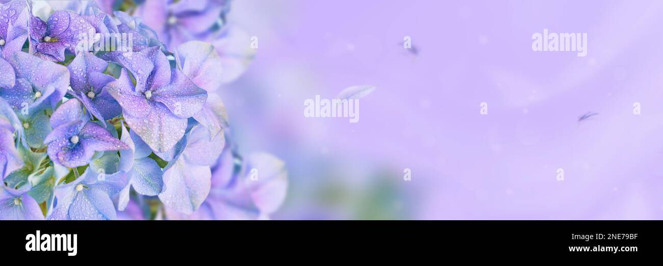 Spring Nature background with blooming hydrangea flowers Stock Photo ...