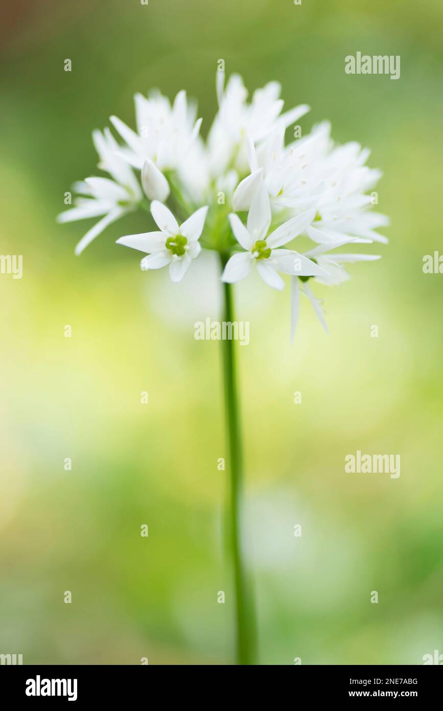 Wild garlic growing in an English country garden, Northumberland ...