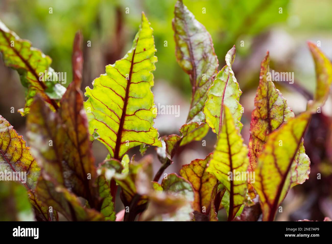 Beetroot growing in an English country garden, Northumberland, England ...