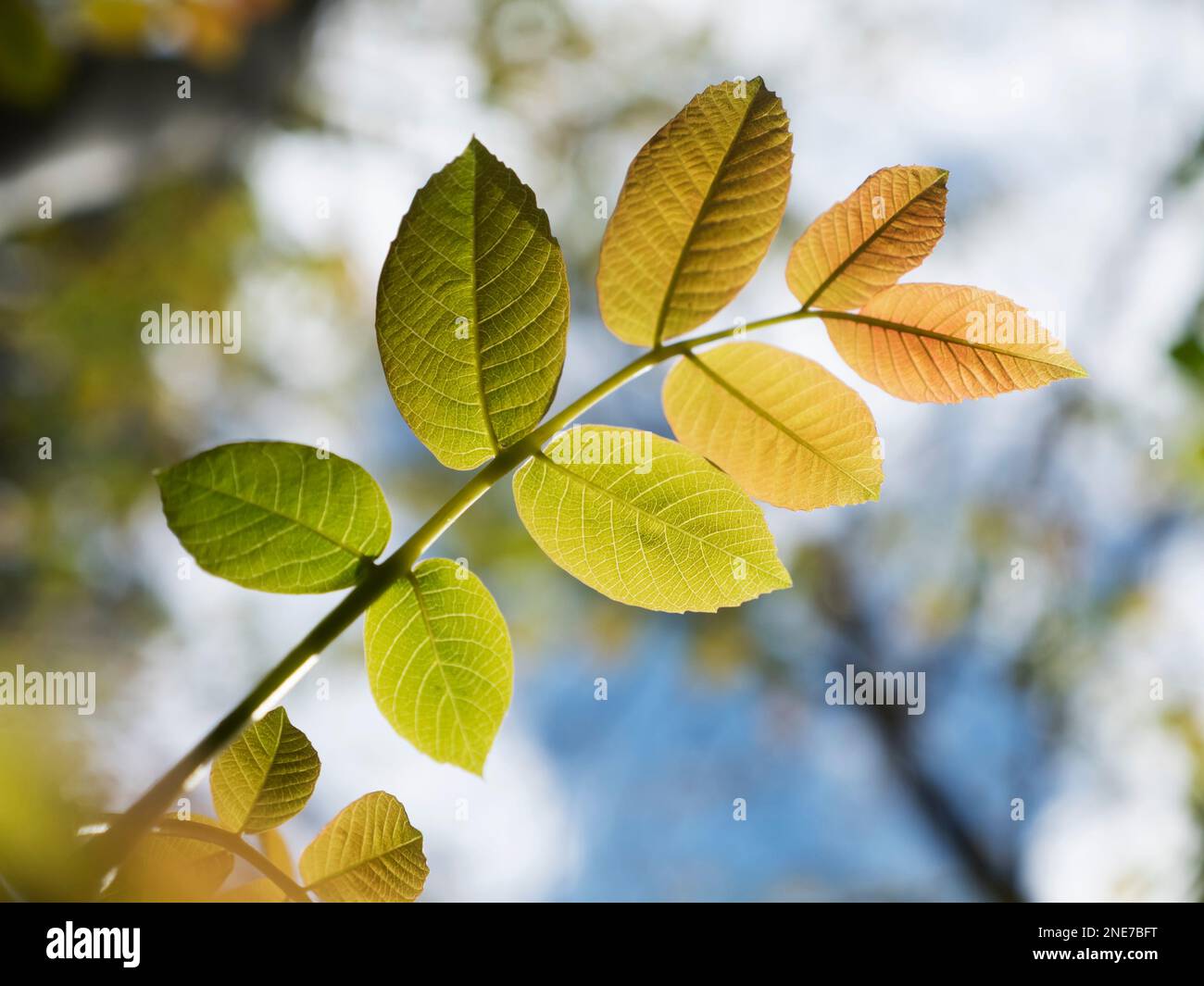 Walnut tree growing in an English country garden, Northumberland ...