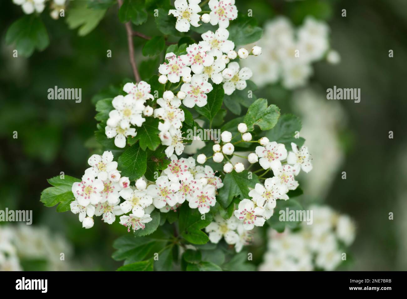 Country cottage garden may hi-res stock photography and images - Alamy