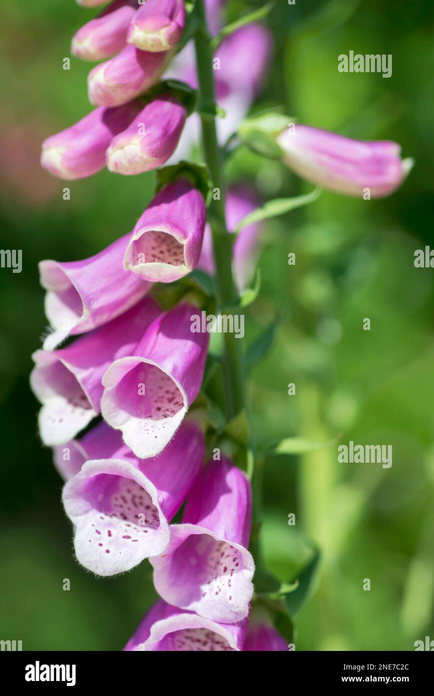 Foxgloves growing in an English country garden, Northumberland, England ...