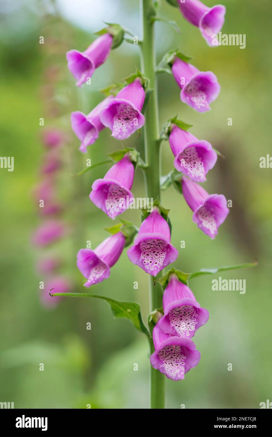 Foxgloves growing in an English country garden, Northumberland, England ...