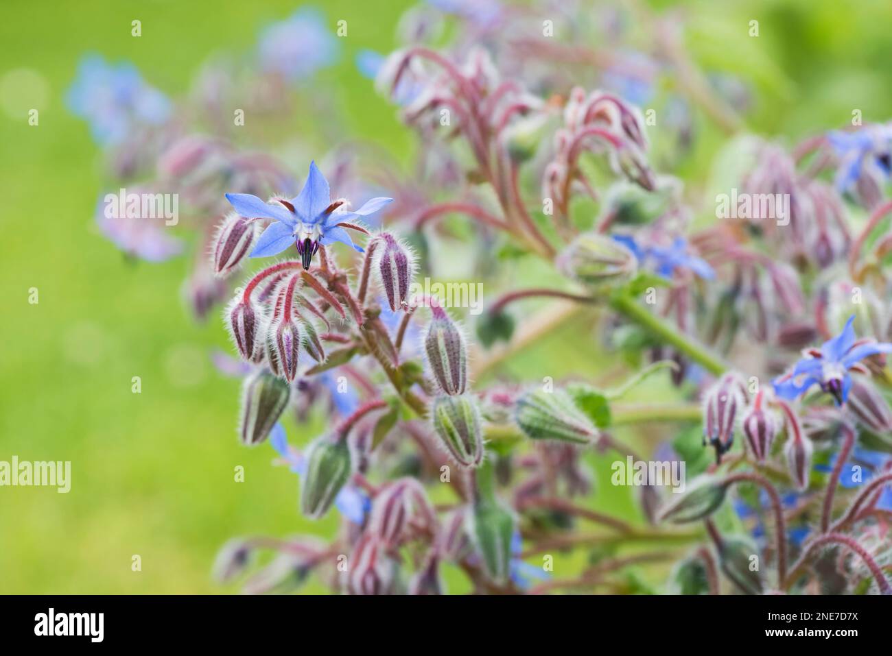 Borage growing in an English country garden, Northumberland, England ...