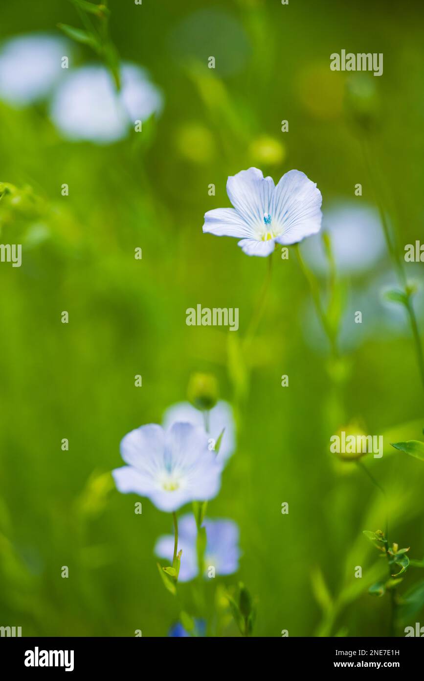 Flax growing in an English country garden, Northumberland, England ...
