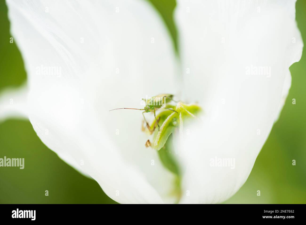 White opium poppies growing in an English country garden ...