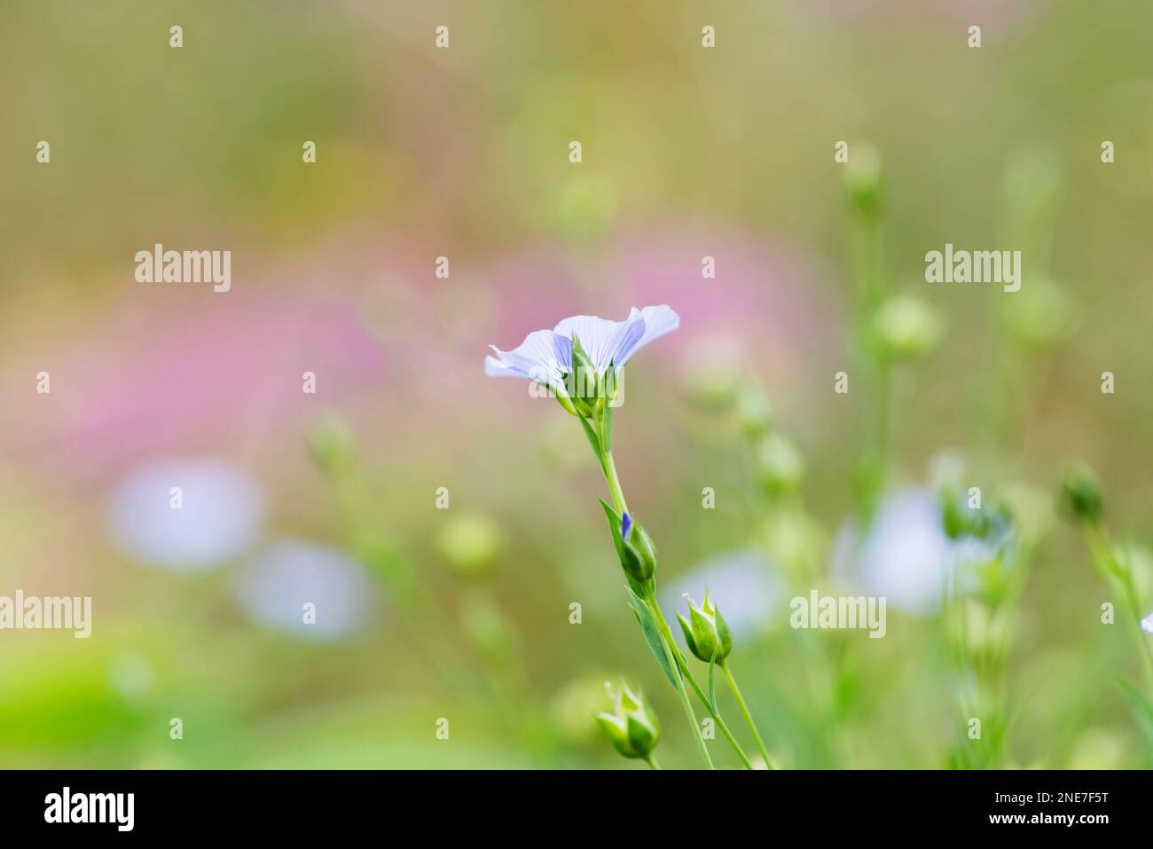 Flax growing in an English country garden, Northumberland, England ...