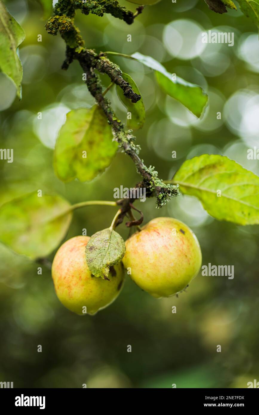 Apple tree growing in an English country garden, Northumberland ...