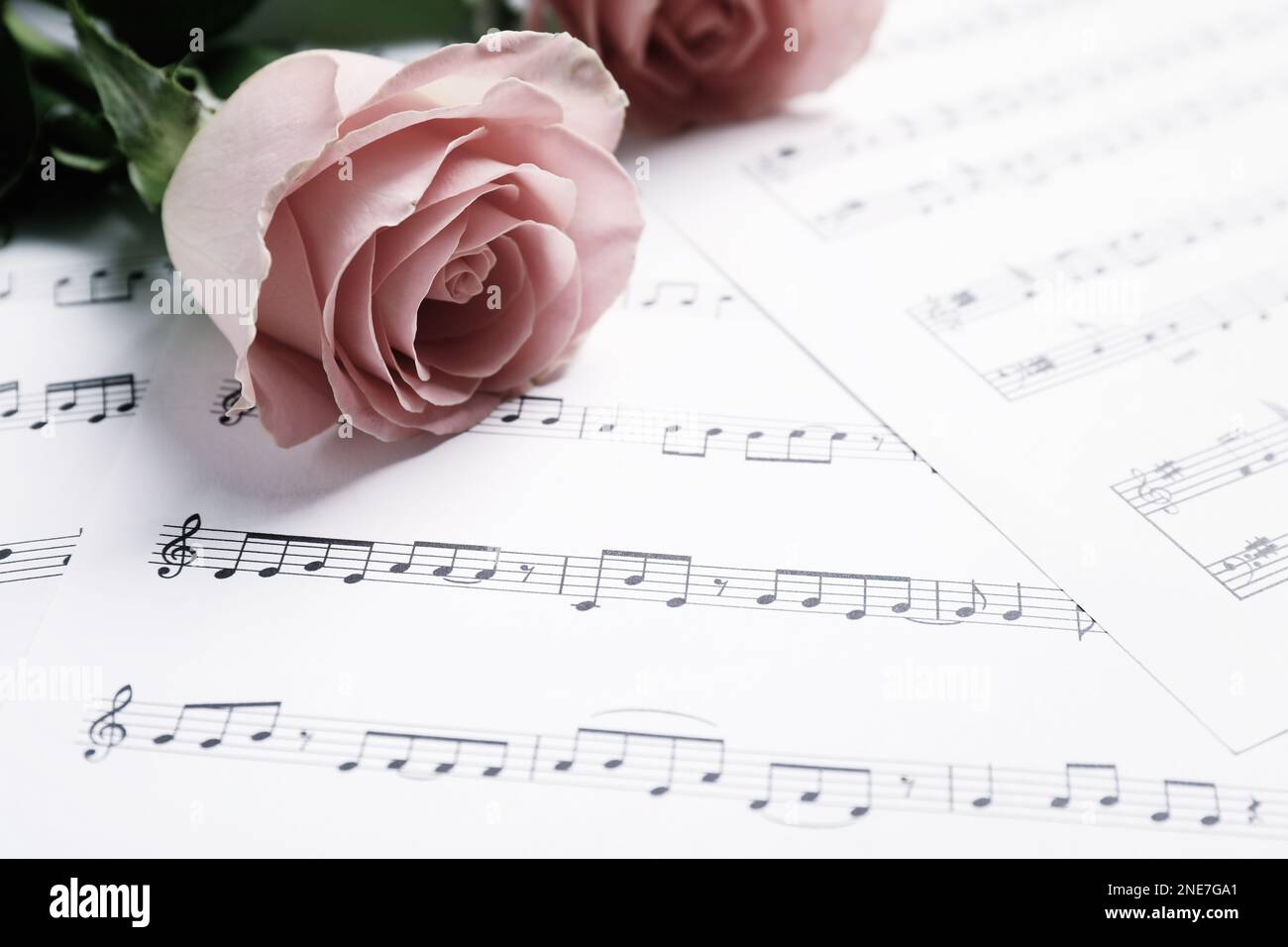 Pink roses music notes hi-res stock photography and images - Alamy