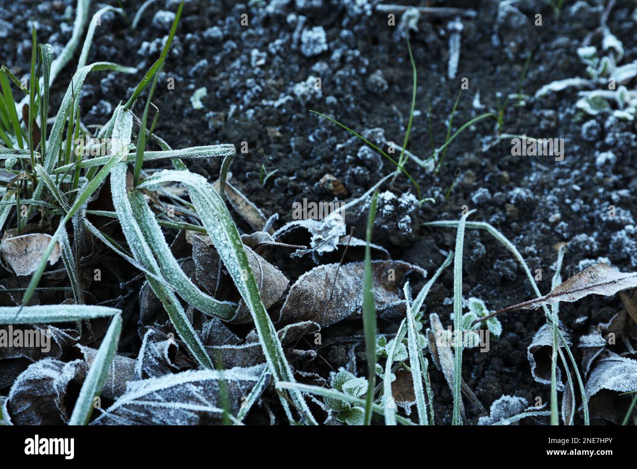 Frosty soil leaves texture hi-res stock photography and images - Alamy