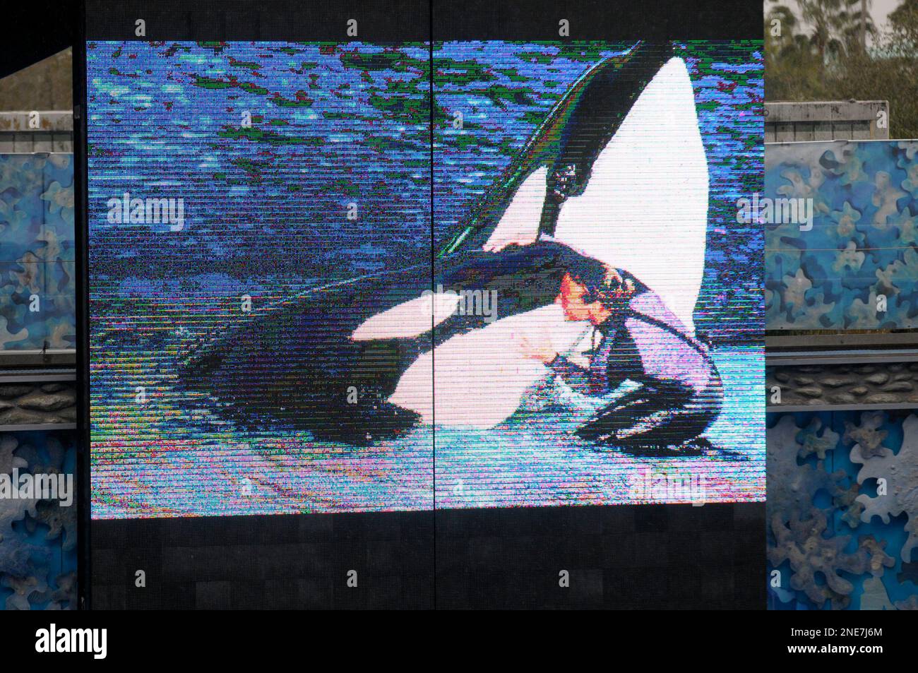 A photo of SeaWorld trainer Dawn Brancheau, who was dragged to her ...