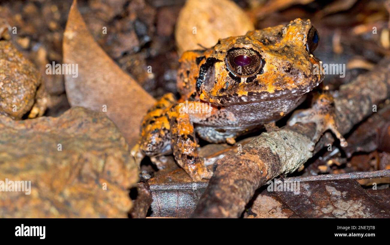 Tropical Frog, Tropical Rainforest, Corcovado National Park, Osa ...