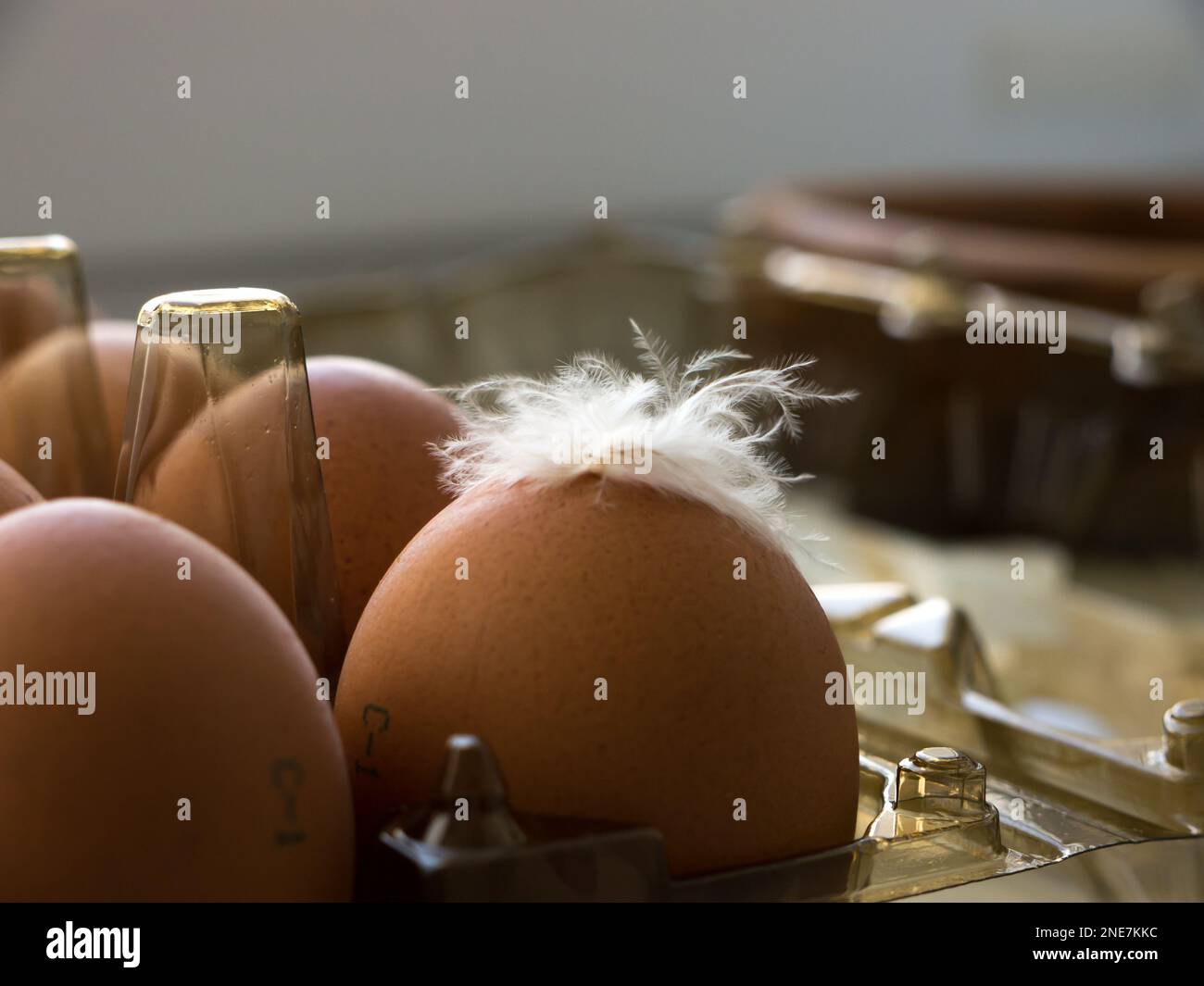 Chicken egg with feather Stock Photo - Alamy