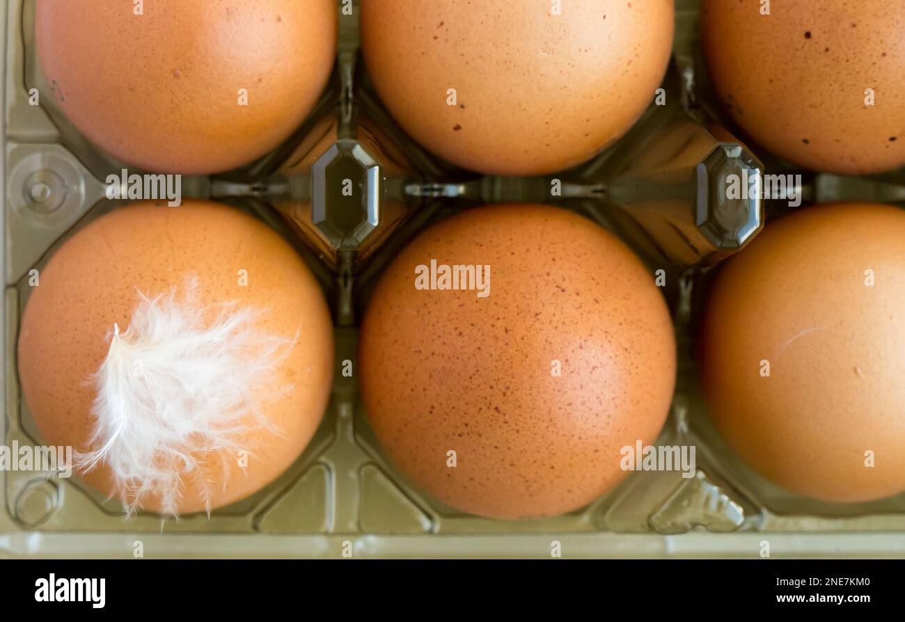 Chicken egg with feather Stock Photo - Alamy