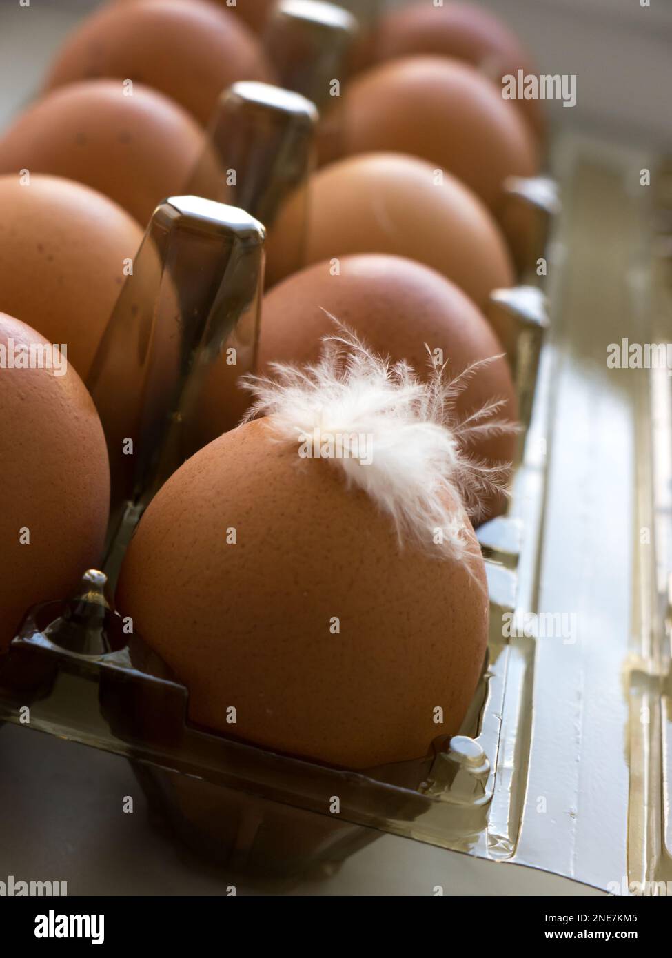 Chicken egg with feather Stock Photo - Alamy