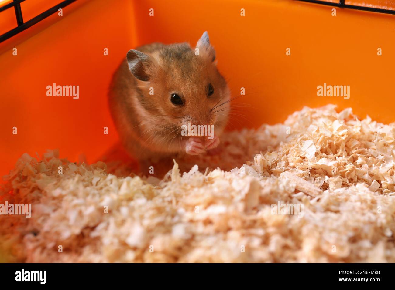 Cute little fluffy hamster playing in cage Stock Photo - Alamy