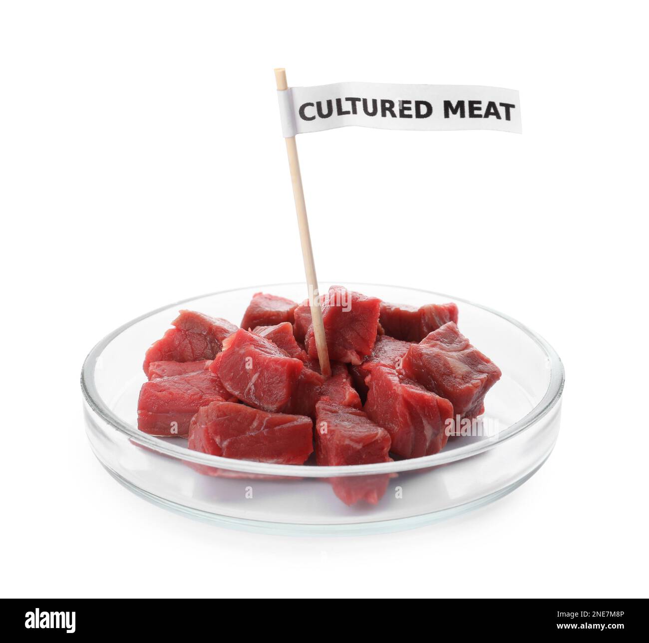 Petri dish with pieces of raw cultured meat and toothpick label on ...