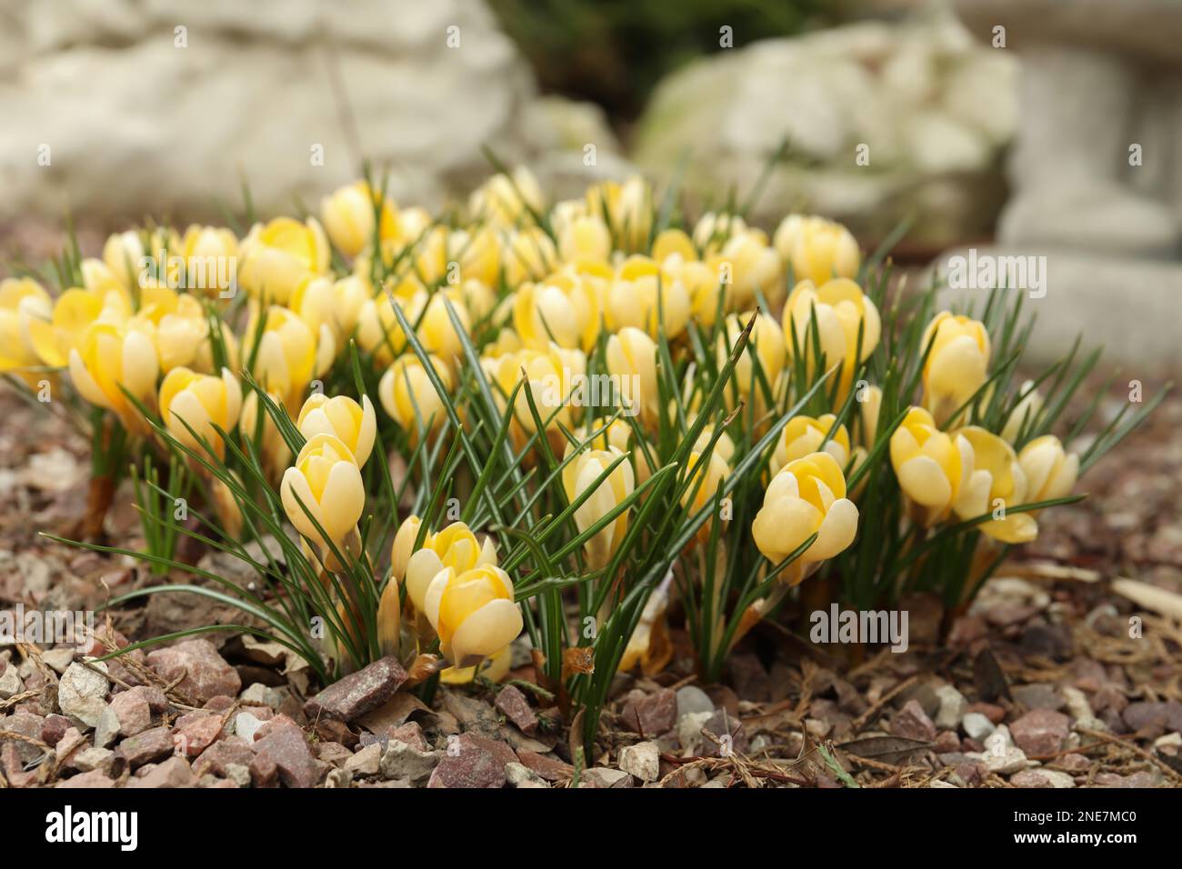 Beautiful yellow crocus flowers growing in garden Stock Photo - Alamy
